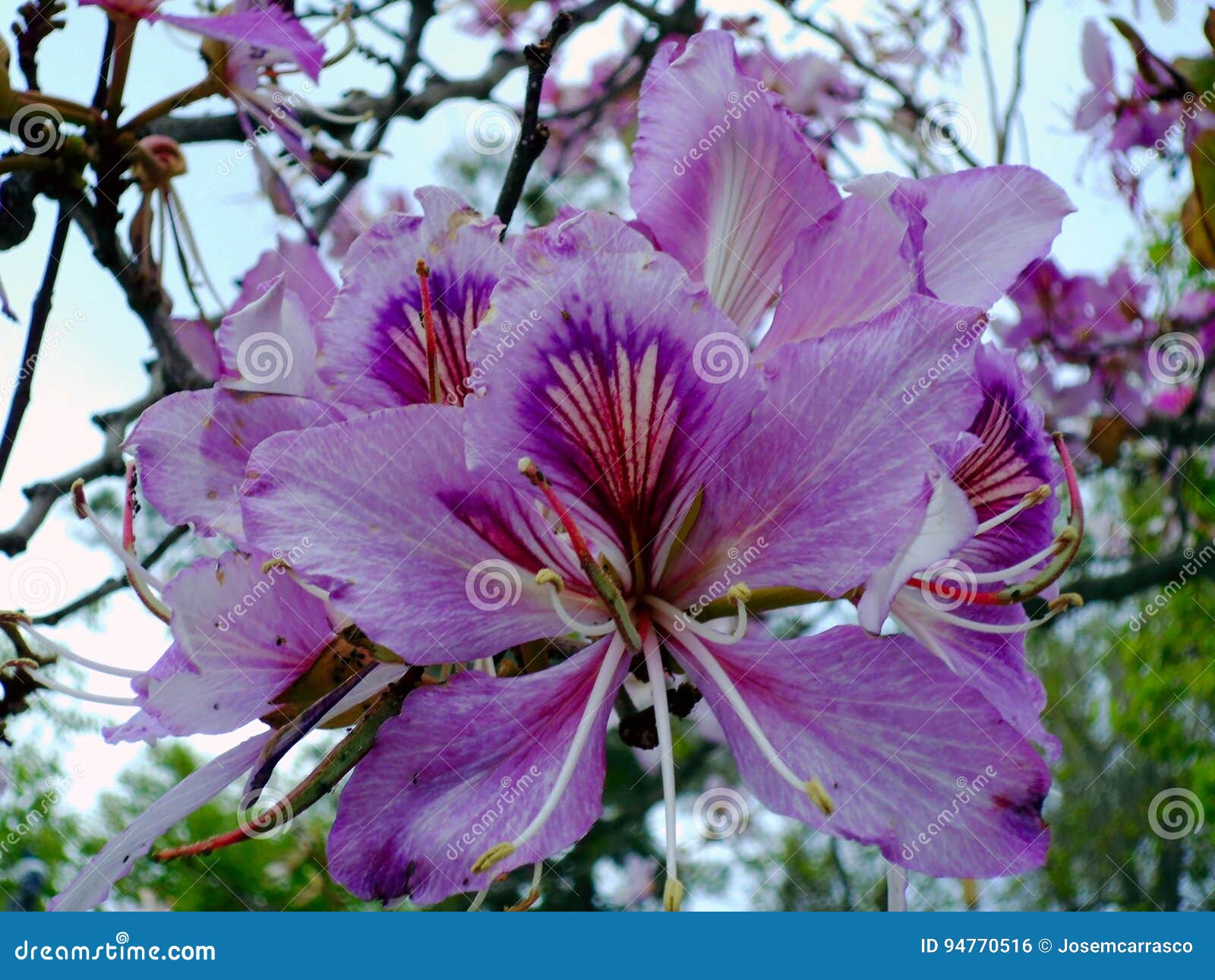 Spring Tree with Branches and Pink Flowers Stock Photo - Image of tree ...