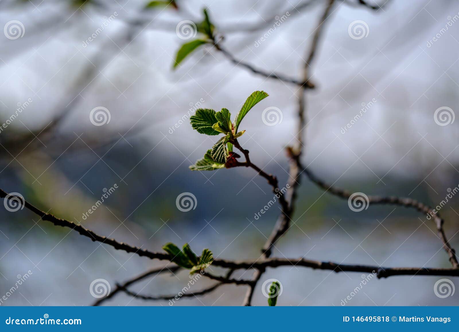 Spring Tree Branches with Small Fresh Leaves Over Water Body Background ...