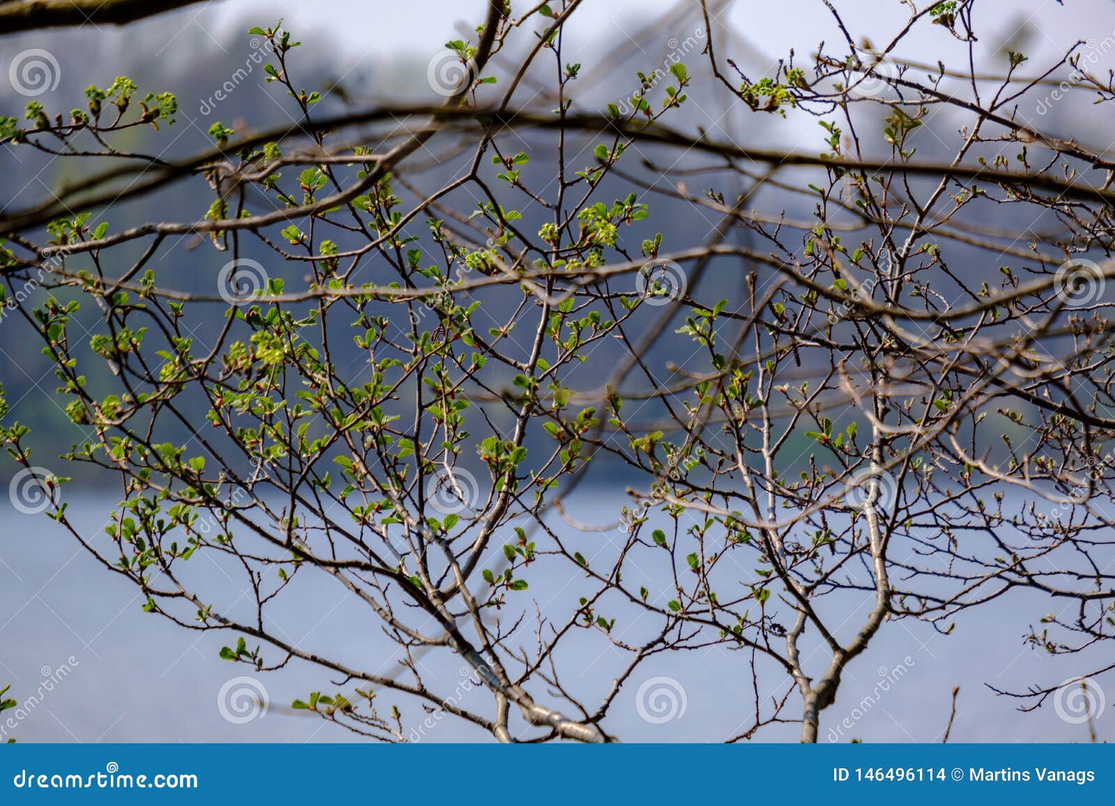 Spring Tree Branches with Small Fresh Leaves Over Water Body Background ...