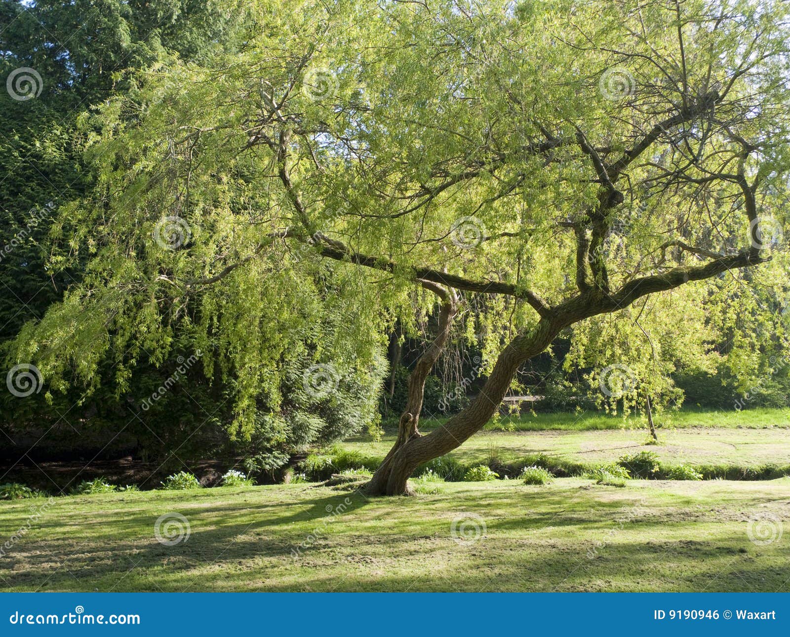 Spring Tree with Breaking Buds Stock Photo - Image of peaceful ...