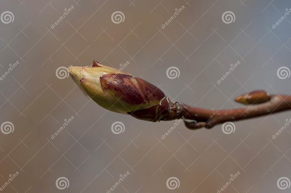 Spring tree bud stock image. Image of tree, close, nature - 23629609
