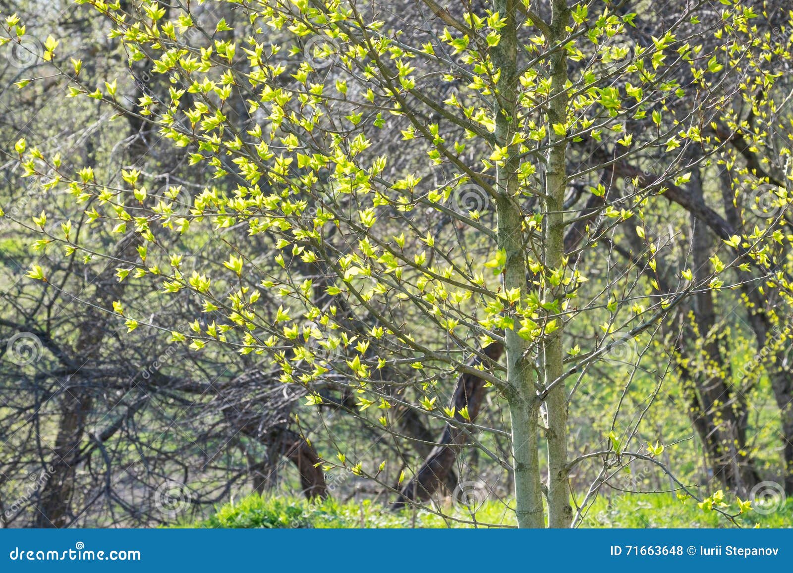 Spring tree with buds stock photo. Image of sustainability - 71663648