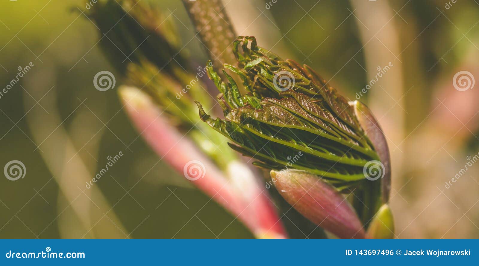 Spring Tree Buds Opening R stock photo. Image of tree - 143697496