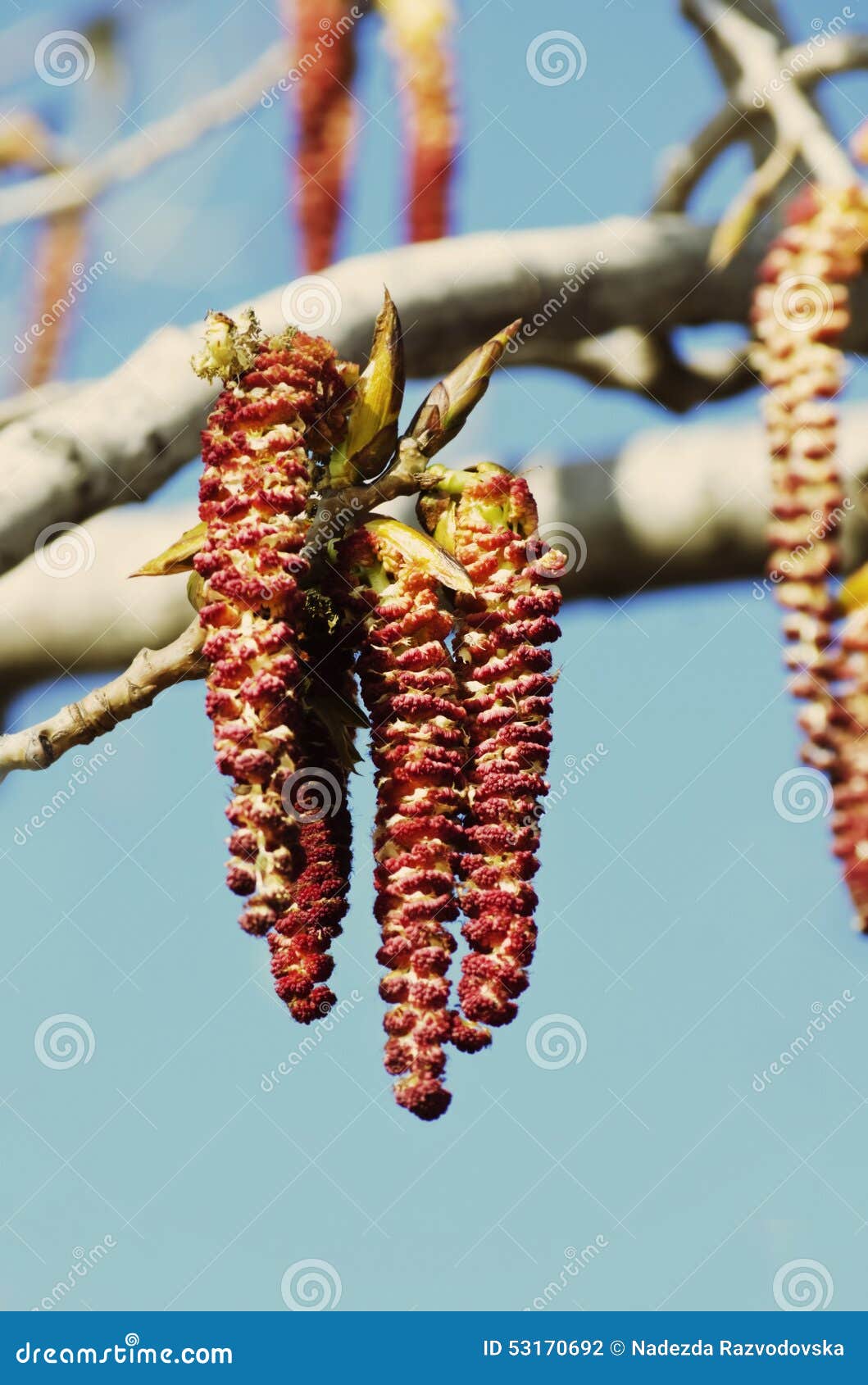 Spring Tree Catkins stock photo. Image of twig, background - 53170692
