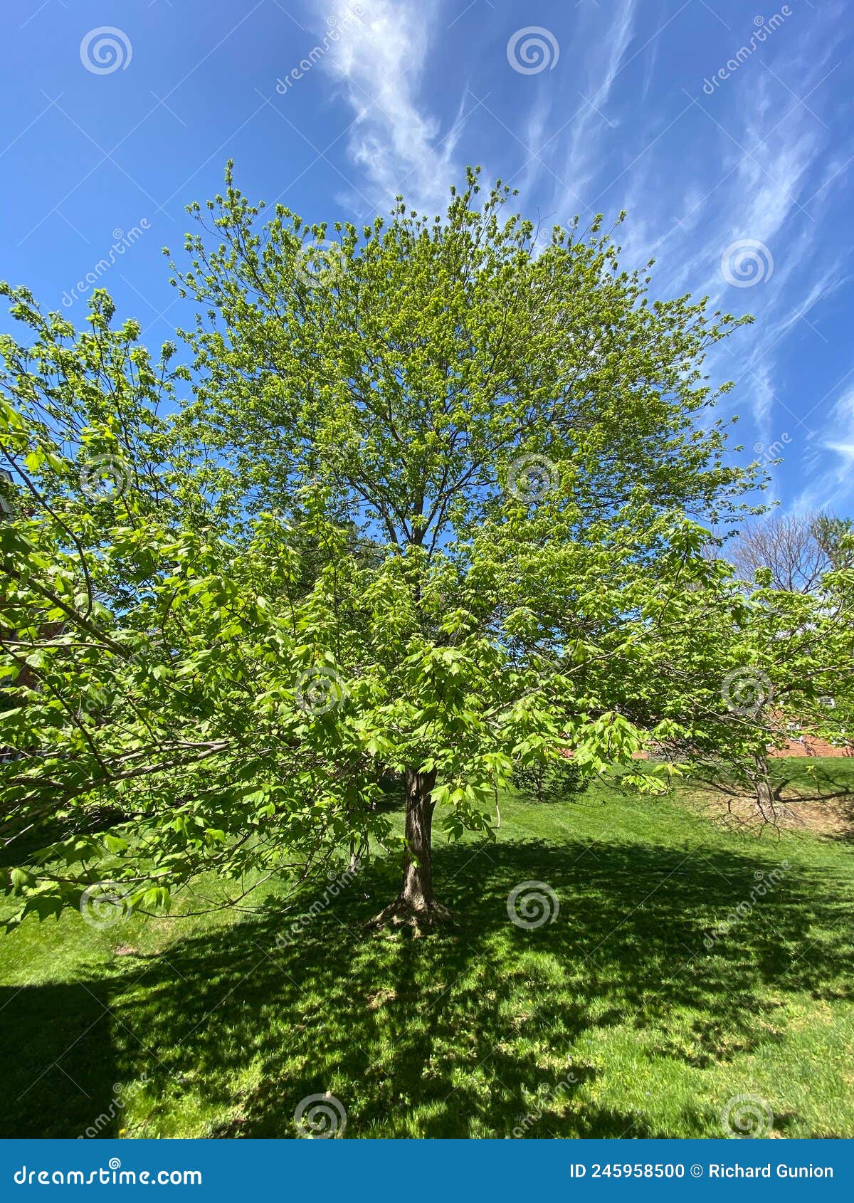 Spring Tree and Clouds in April Stock Photo - Image of leaves, april ...