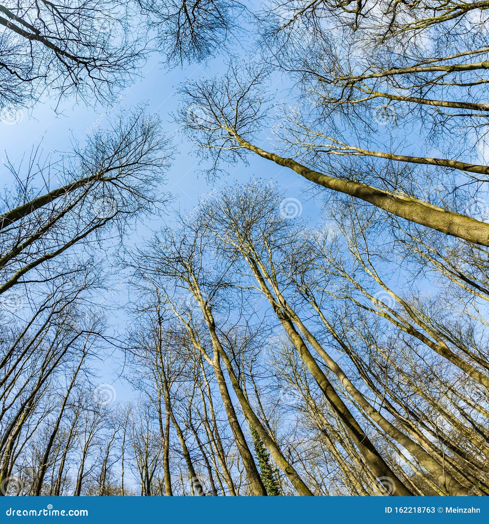 Spring Tree Crowns on Deep Sky Stock Image - Image of germany ...