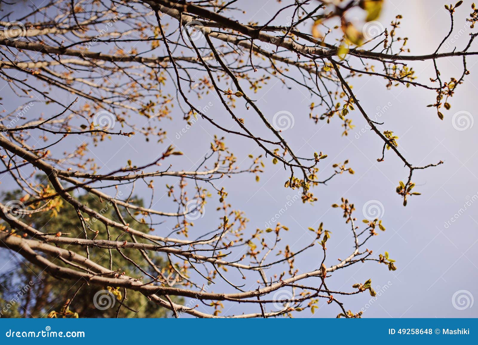 Spring Tree with First Leaves in the Forest Stock Photo - Image of ...