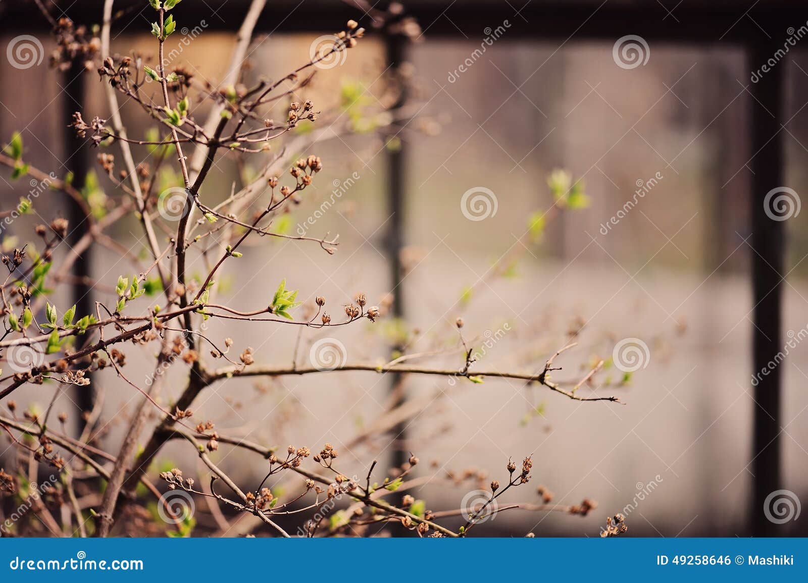 Spring Tree with First Leaves with Windows on Background Stock Photo ...