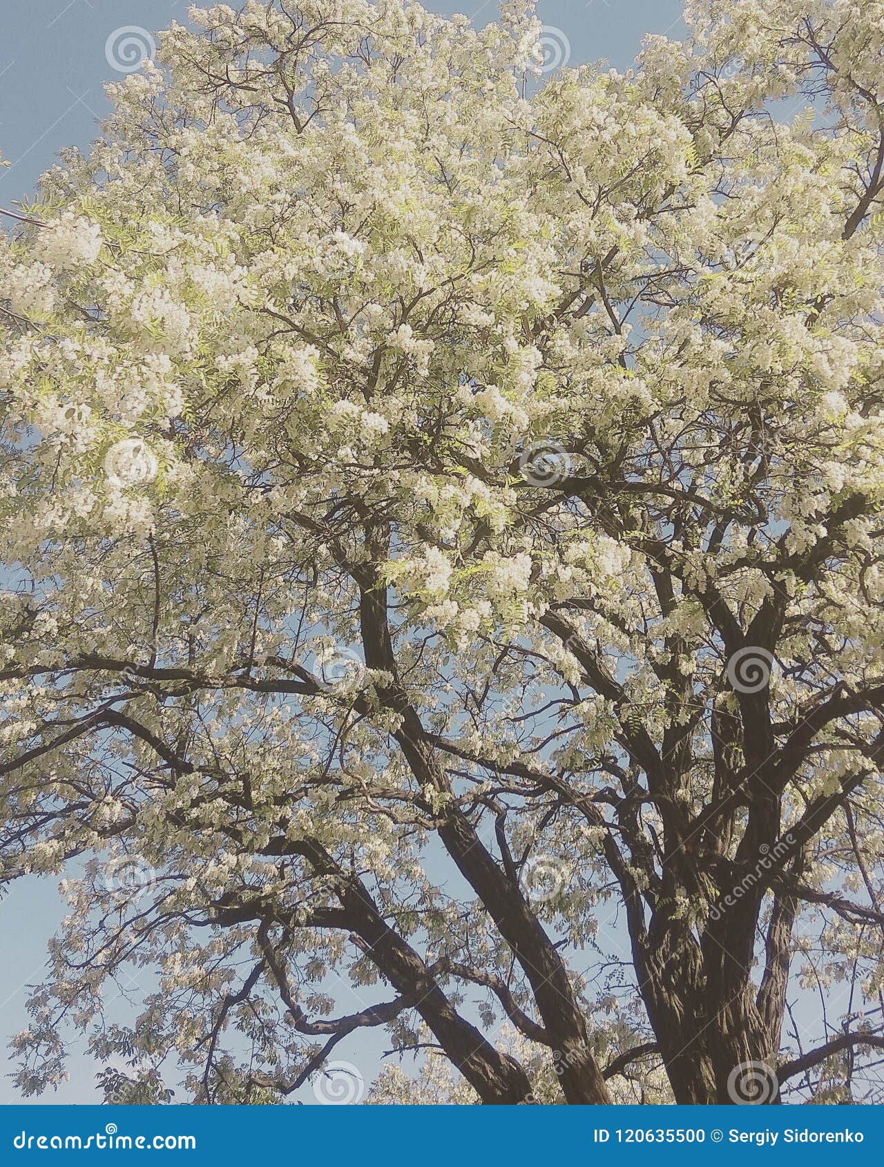 Beautiful acacia tree stock photo. Image of spring, tree - 120635500