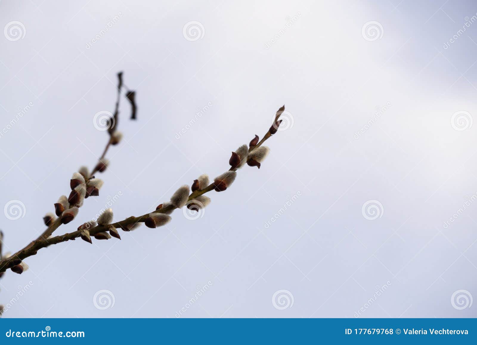Spring Tree Flowering. Catkin Flower on the Tree Stock Photo - Image of ...