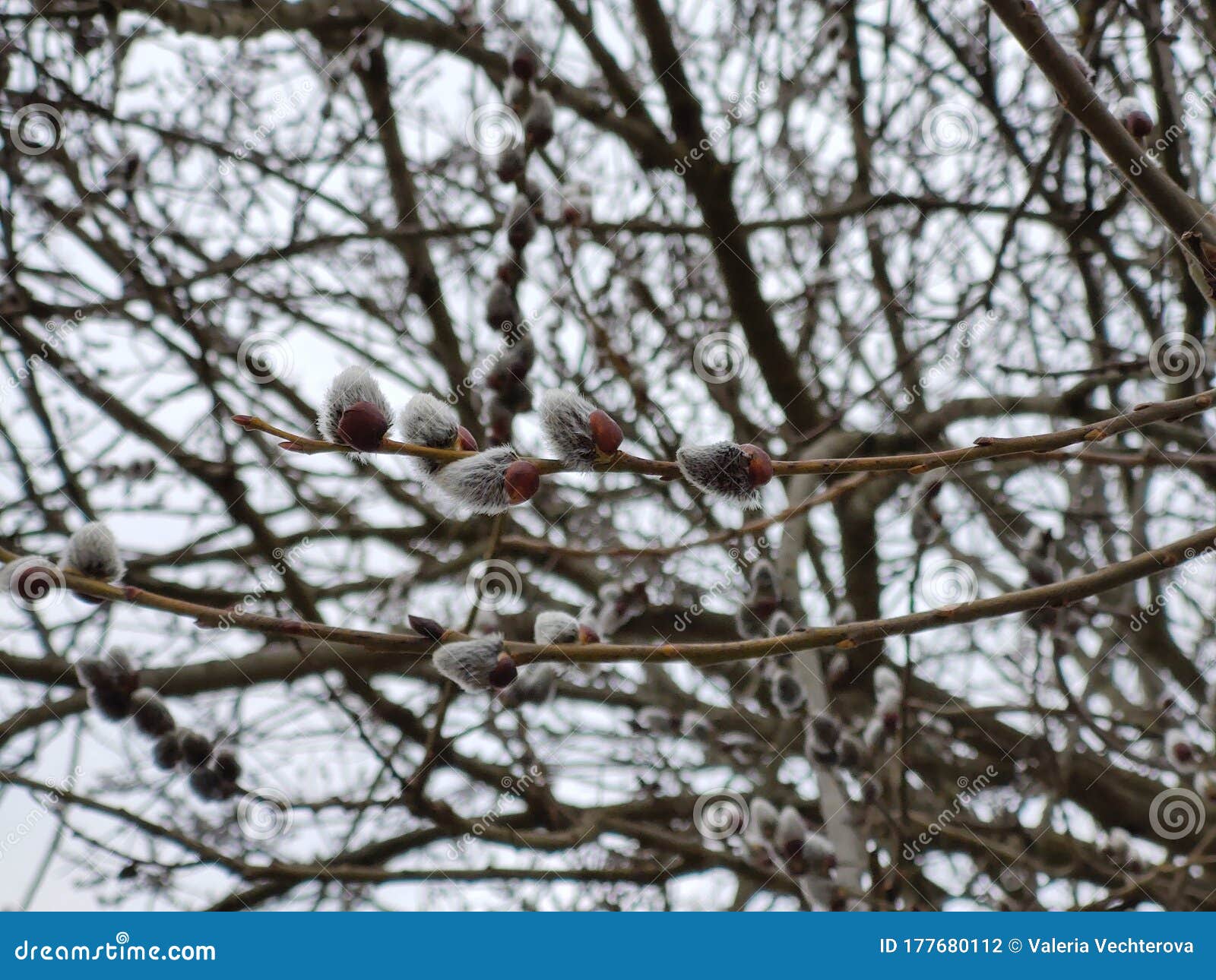 Spring Tree Flowering. Catkin Flower on the Tree Stock Photo - Image of ...