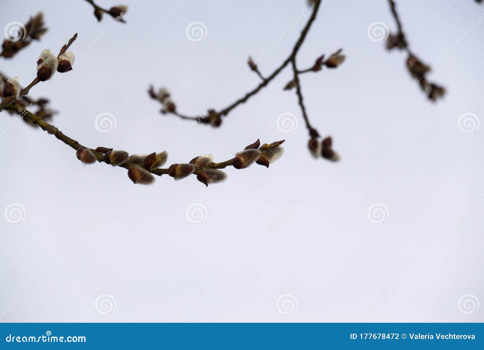Spring Tree Flowering. Catkin Flower on the Tree Stock Photo - Image of ...