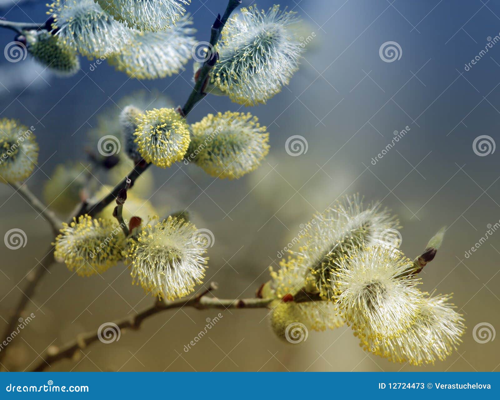 Spring Tree Flowering - Lamb S-tails Stock Image - Image of season ...