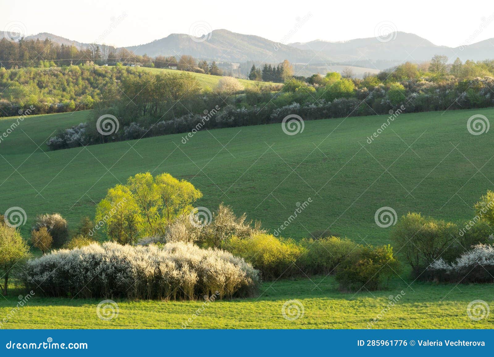 Spring Tree Flowering. White Blooming Tree. Slovakia Stock Photo ...