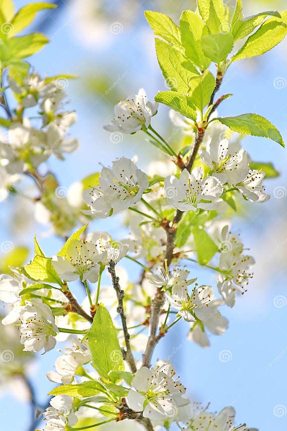 Spring tree stock photo. Image of beginning, bokeh, petal - 31368312