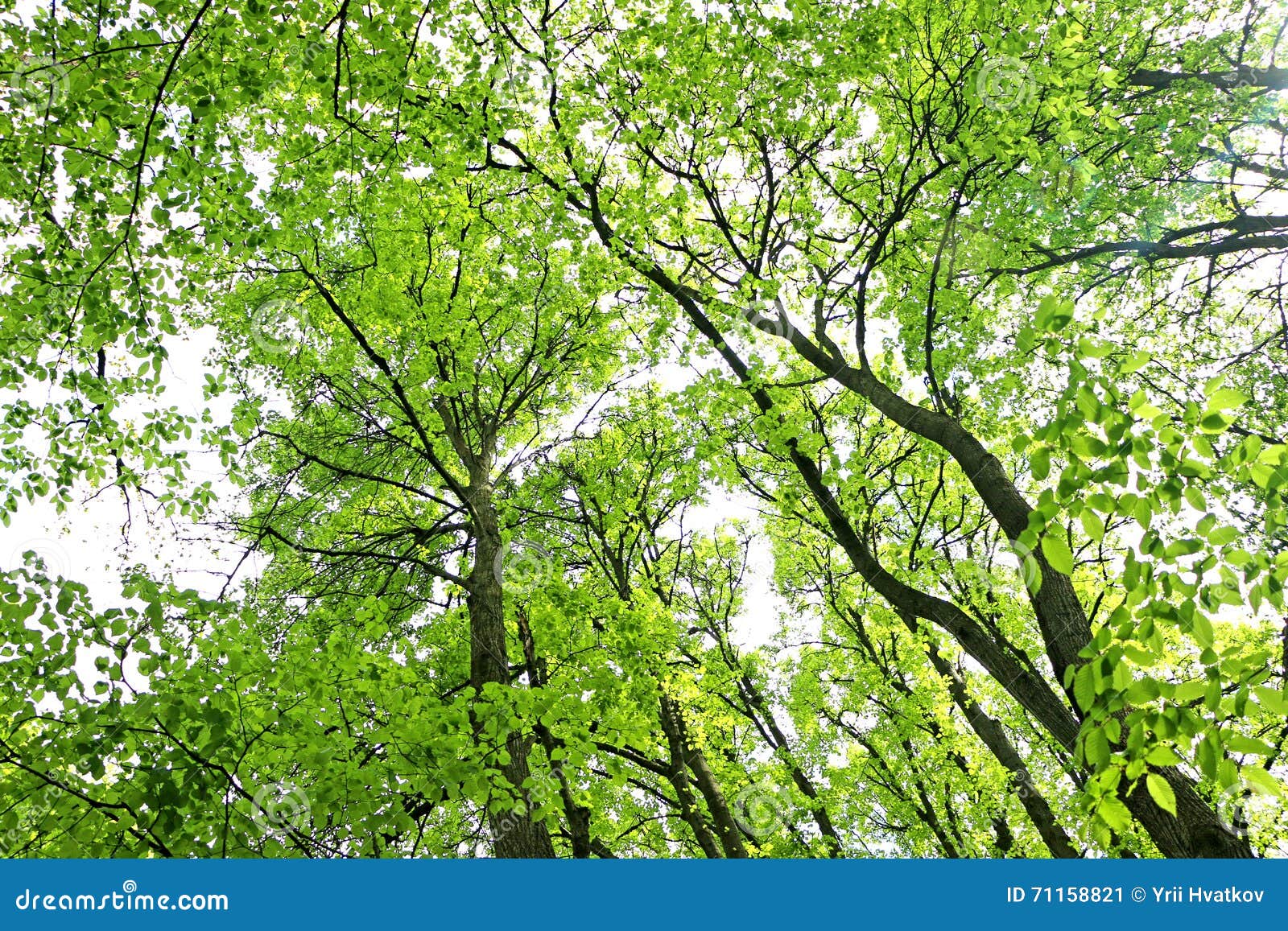 Spring tree in the forest. stock image. Image of panorama - 71158821