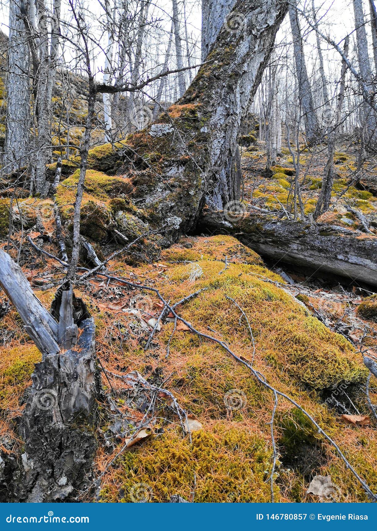 Spring tree in the forest stock image. Image of sticks - 146780857
