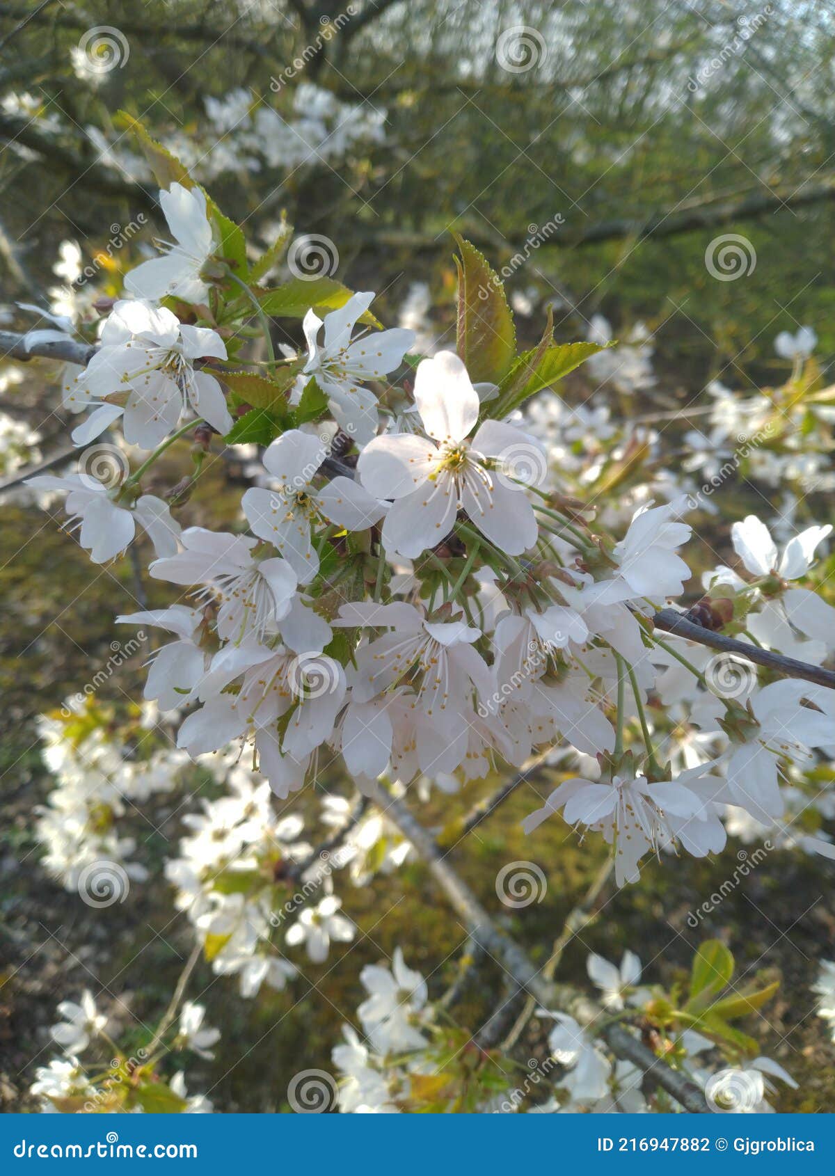 Spring Tree in Full Bloom stock photo. Image of plant - 216947882