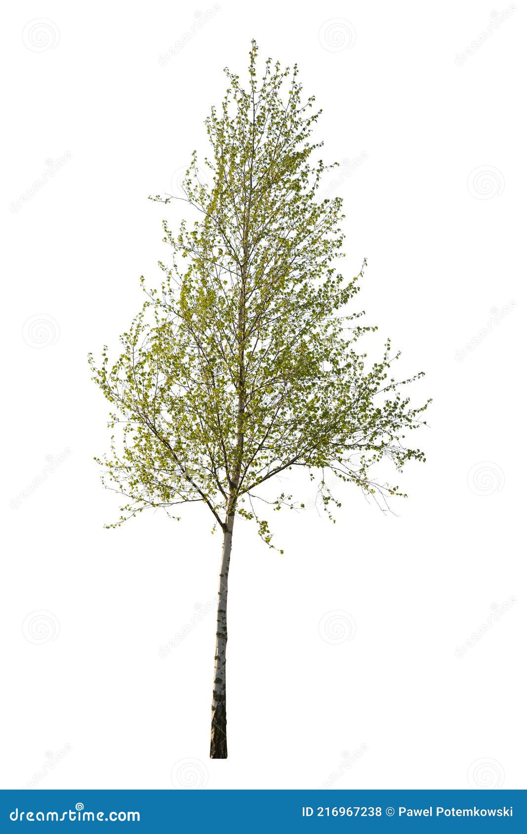 Spring Tree Isolated on White Background, Deciduous Tree Cutout Stock ...