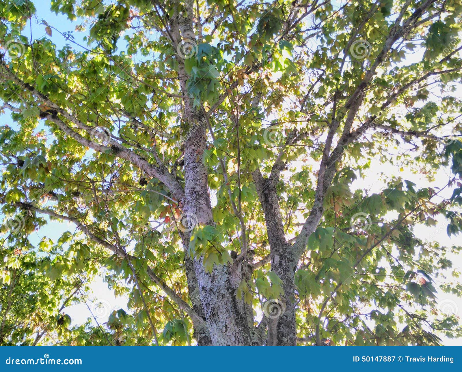 Spring Tree stock image. Image of knew, spring, tree - 50147887