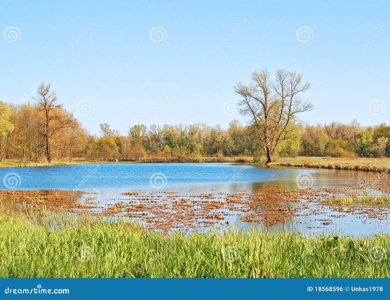 Spring tree and lake stock photo. Image of green, season - 18568596