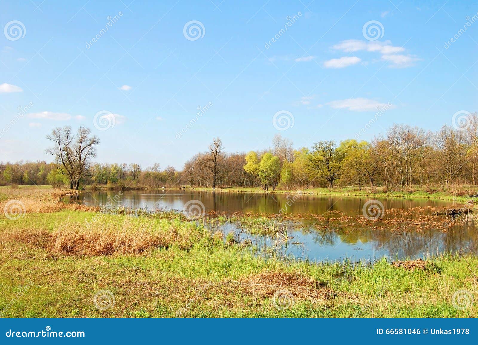 Spring tree and lake stock photo. Image of lake, daylight - 66581046