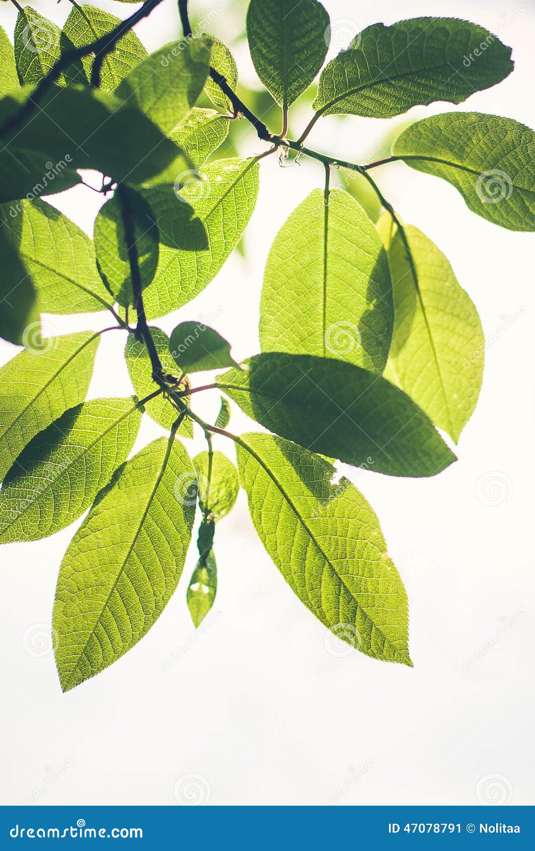 Spring tree leaves stock image. Image of texture, greenery - 47078791