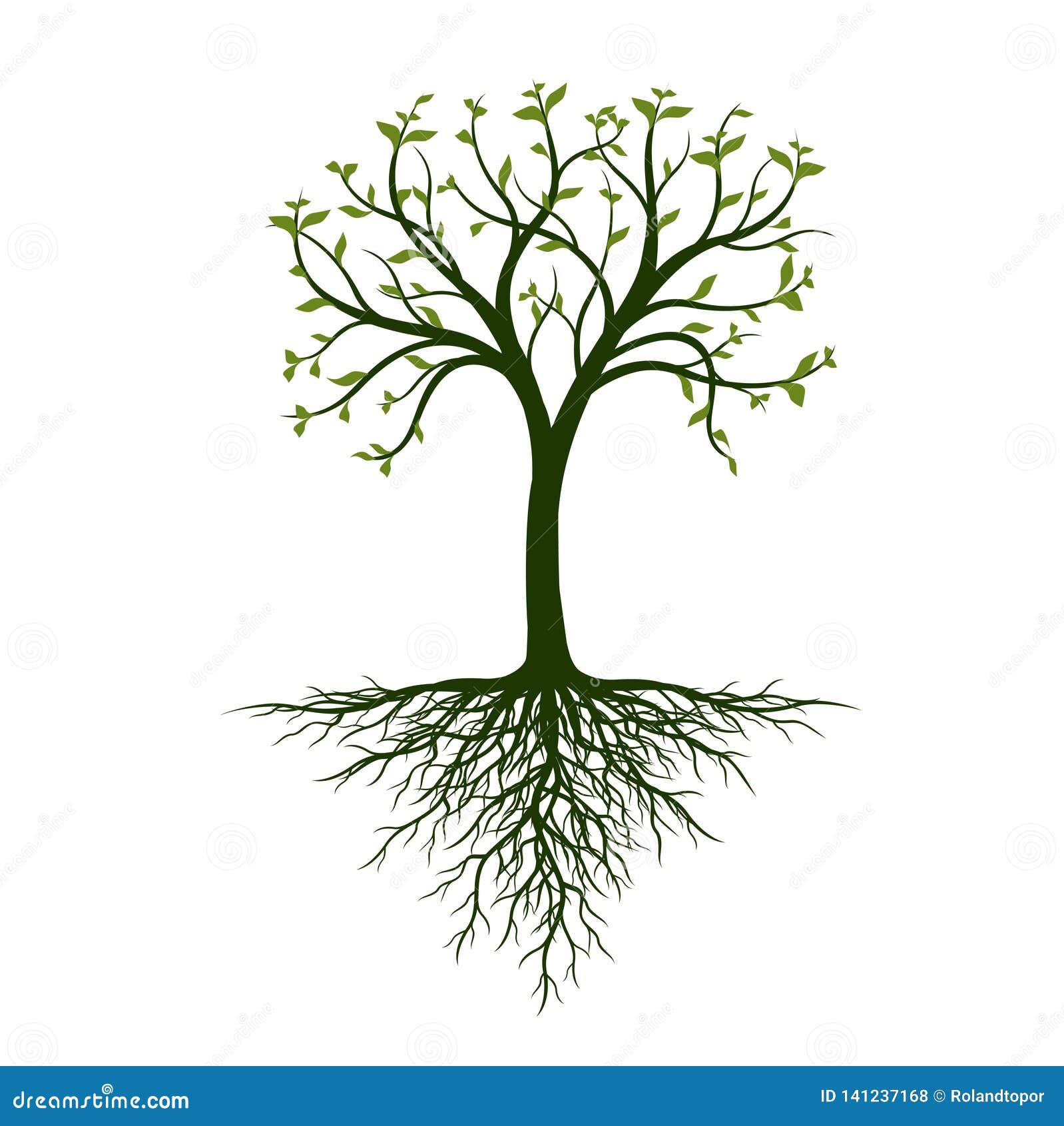 Spring Tree with Leaves and Roots on White Background. Vector ...