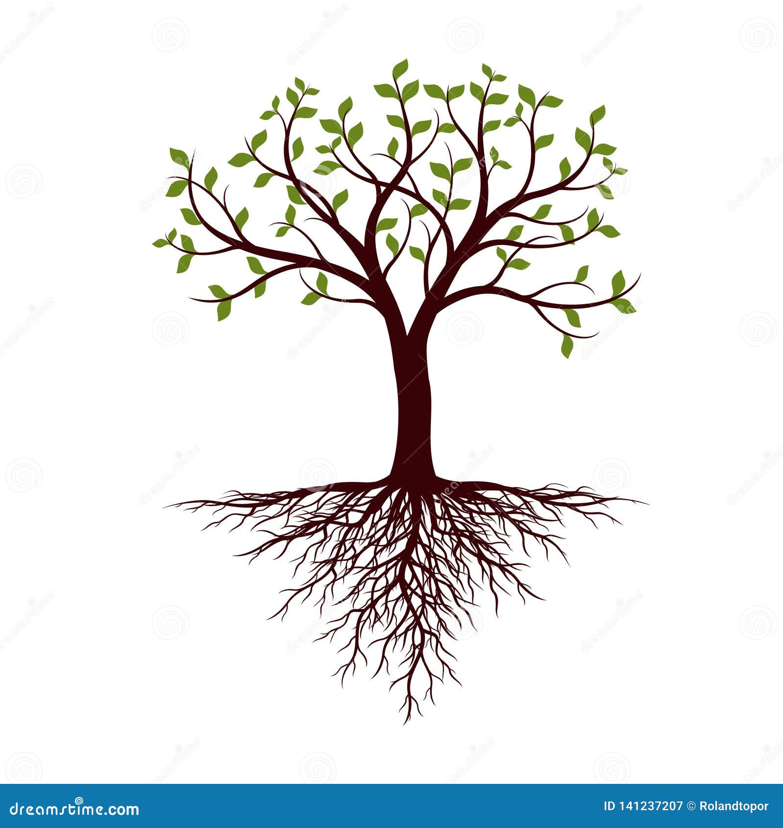 Spring Tree with Leaves and Roots on White Background. Vector ...
