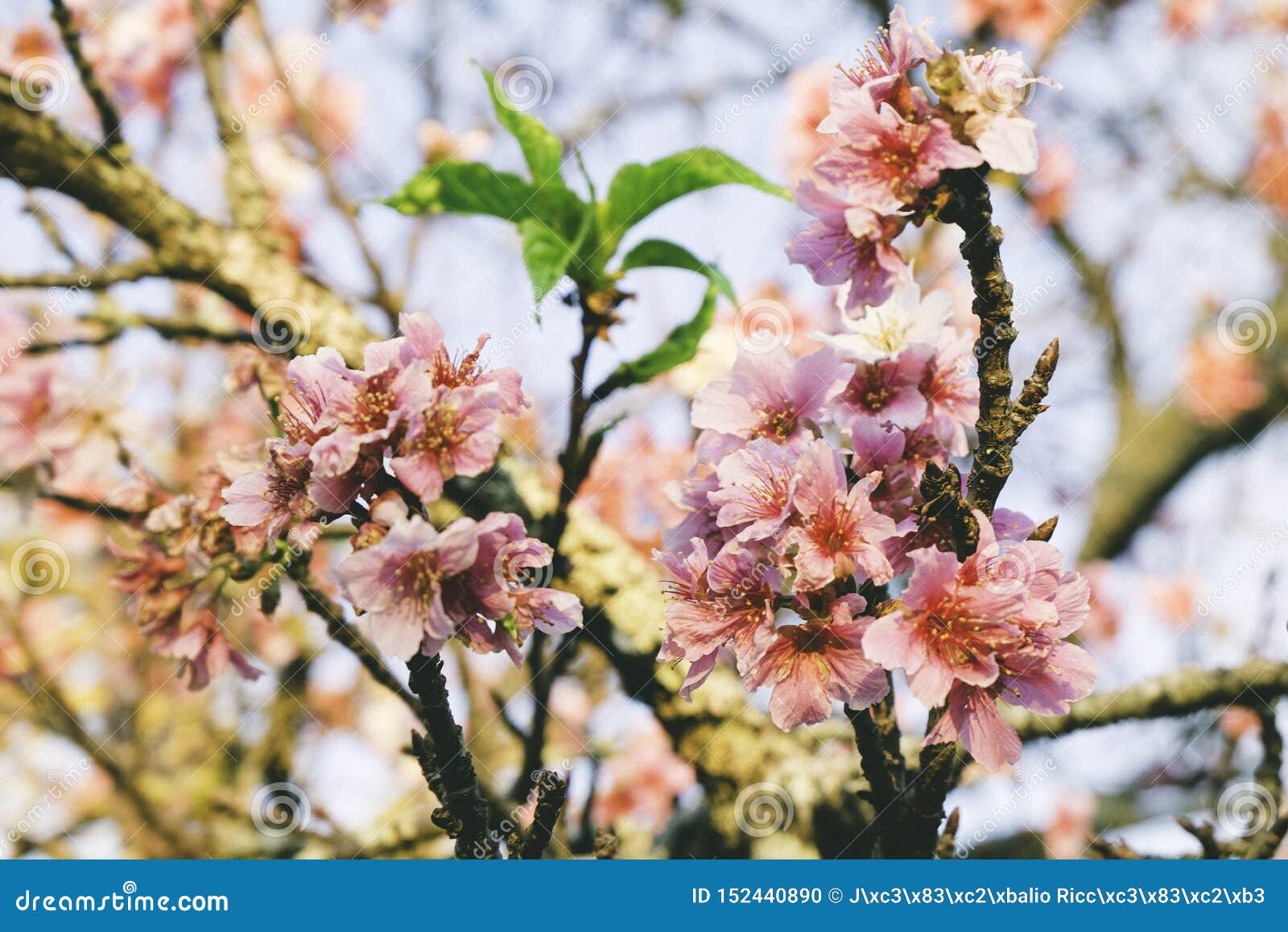 Spring Tree with Pink Cherry Flowers. Flowers Detail Stock Photo ...