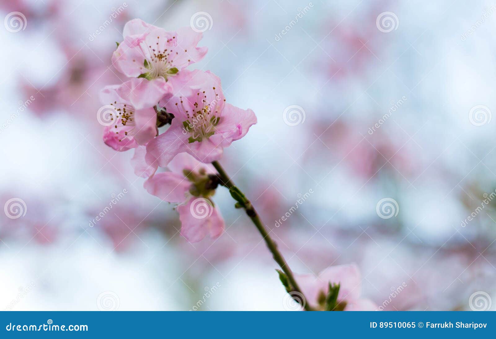 Spring Tree Pink Flowers and Leaves on Blue Sky Background Stock Image ...