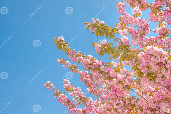 Spring Tree with Pink Flowers Stock Photo - Image of branch, blossom ...