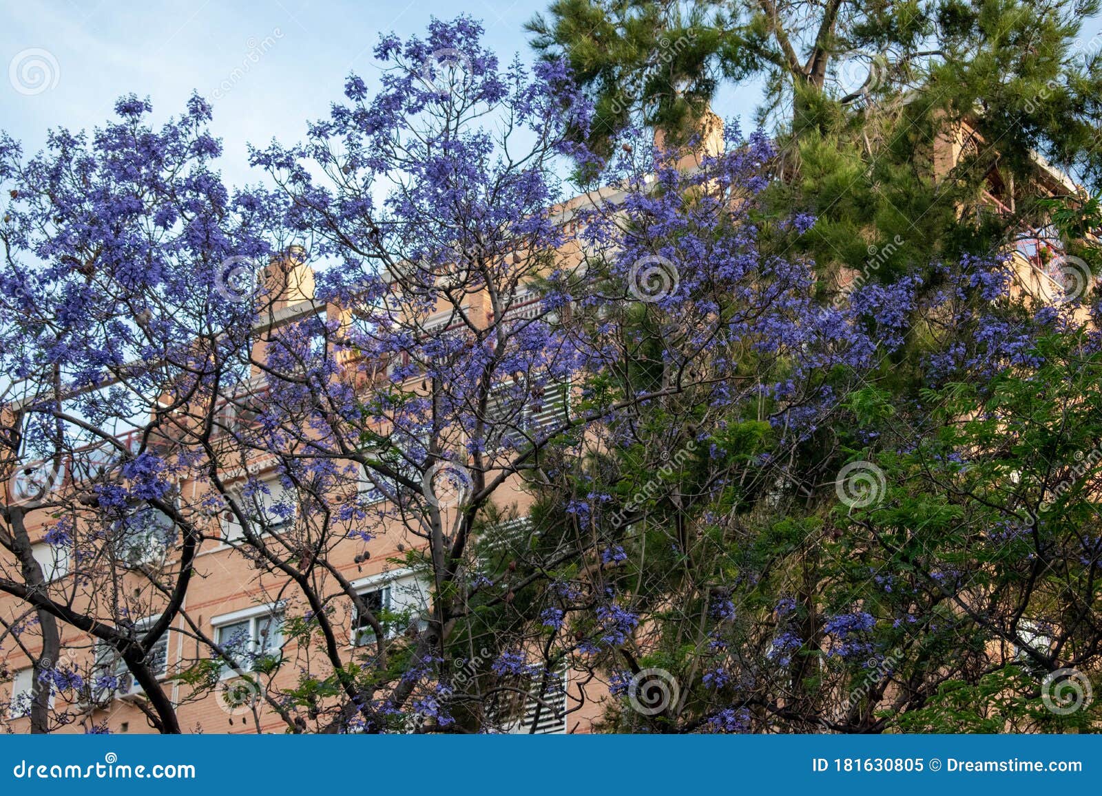 Spring,tree with Purple Flowers, Pine and Home Stock Image - Image of ...