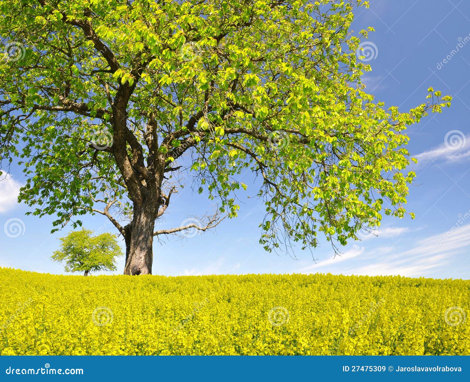Spring Tree in the Rapeseed Field Stock Image - Image of season, canola ...