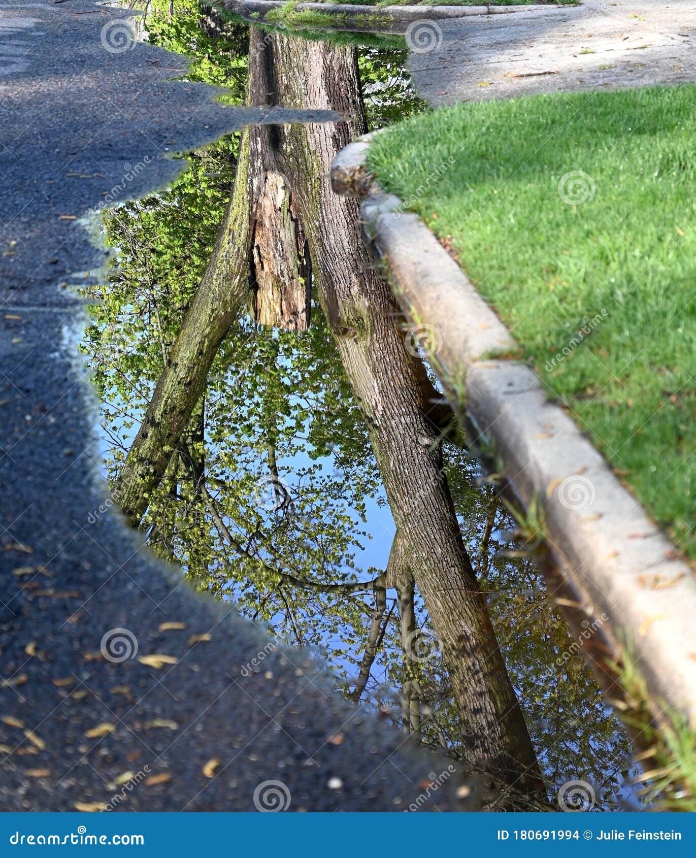 Tree Reflection in Puddle stock photo. Image of reflect - 180691994