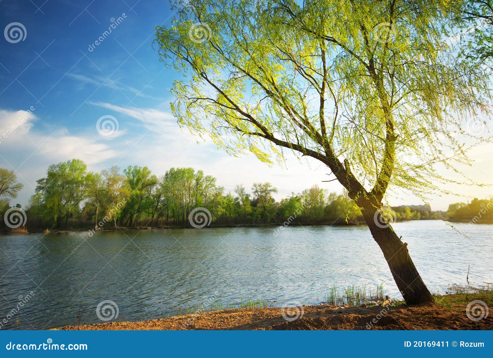 Spring tree on river stock image. Image of lake, landscape - 20169411