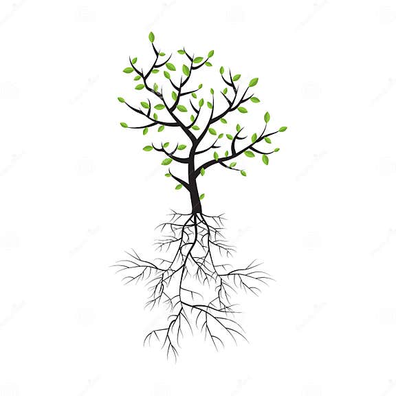 Spring Tree with Roots and Foliage Stock Vector - Illustration of ...