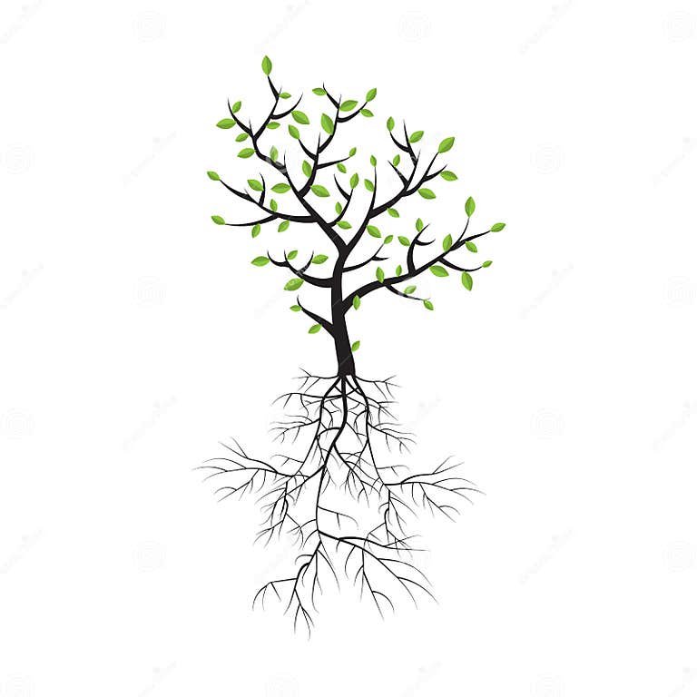 Spring Tree with Roots and Foliage Stock Vector - Illustration of ...
