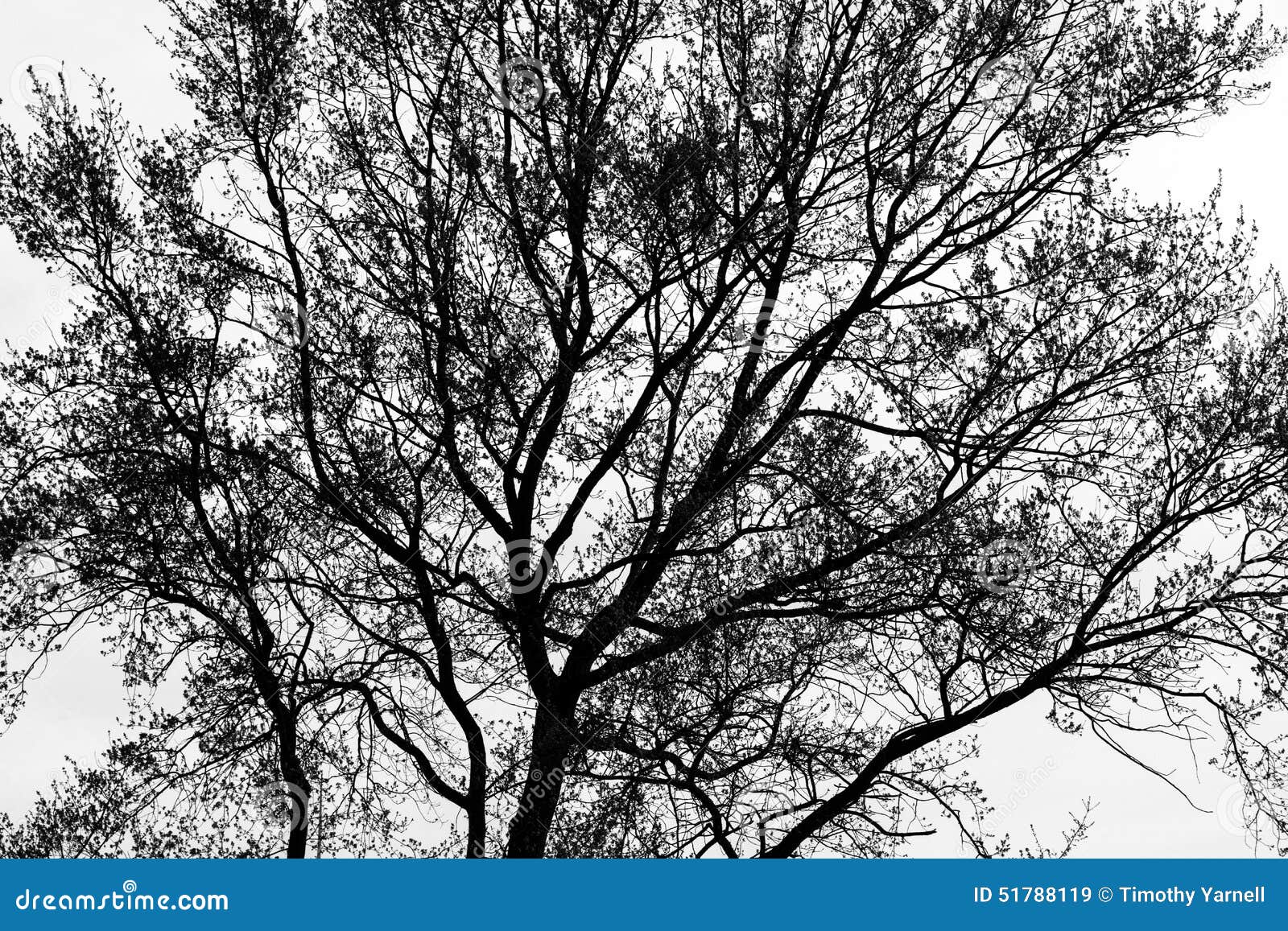 Spring Tree Silhouette stock image. Image of spring, silhouette - 51788119