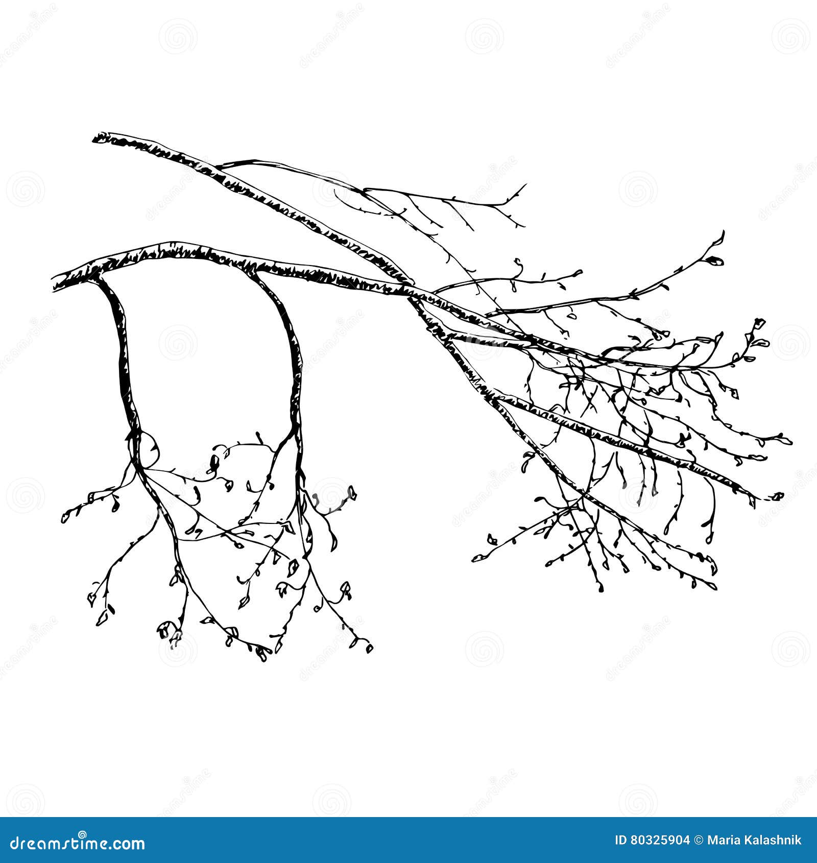 Spring Tree Branch Drawing