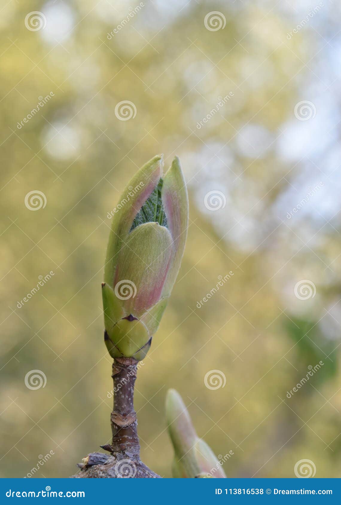 Spring tree sprout stock photo. Image of flowering, drops - 113816538