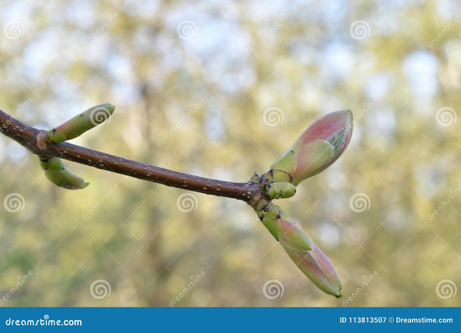 Spring tree sprout stock image. Image of coloryellow - 113813507