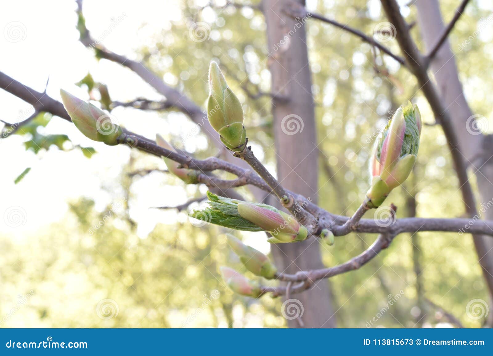 Spring tree sprouts stock image. Image of buttons, bush - 113815673