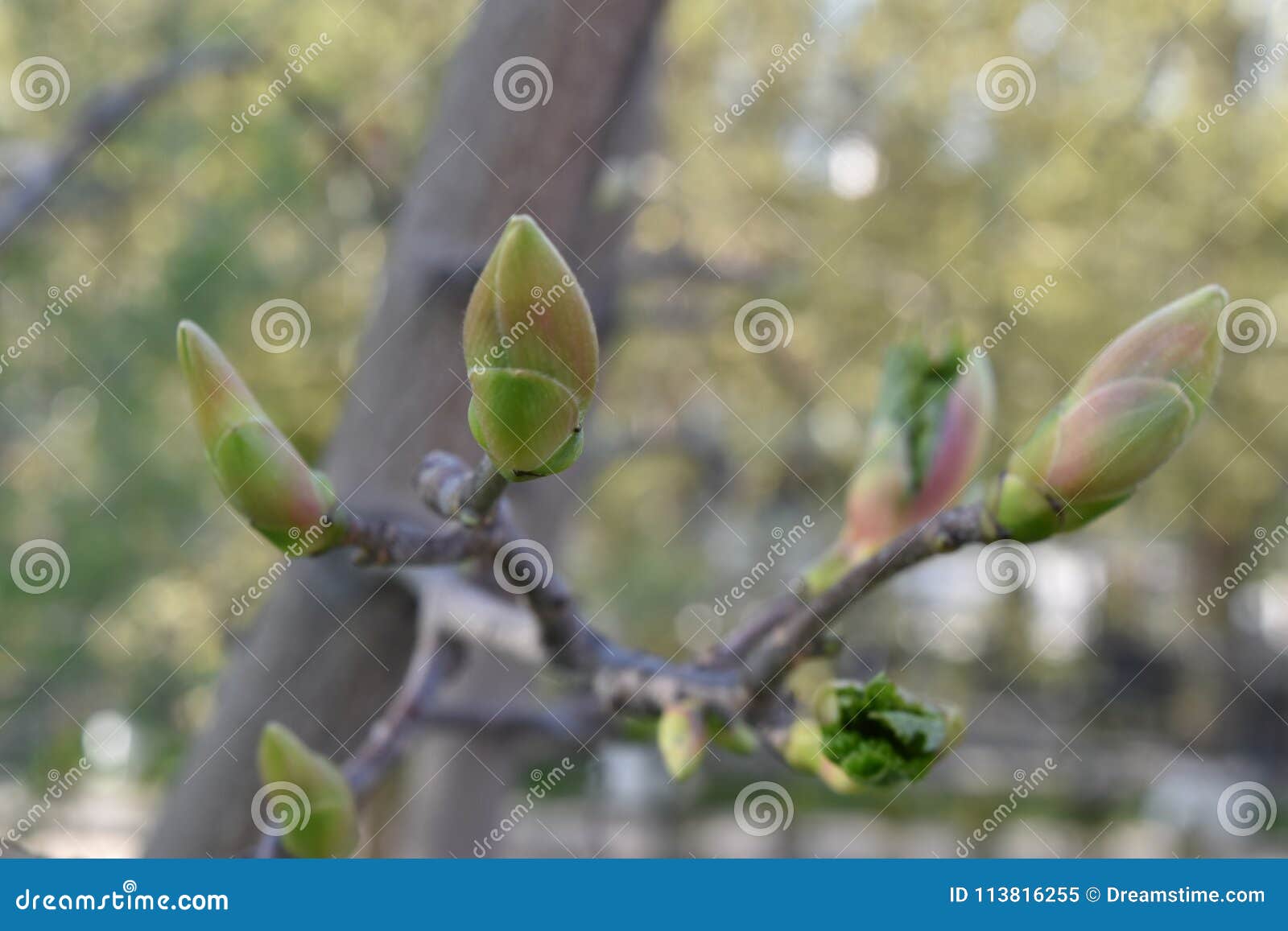 Spring tree sprouts stock image. Image of corolla, branches - 113816255