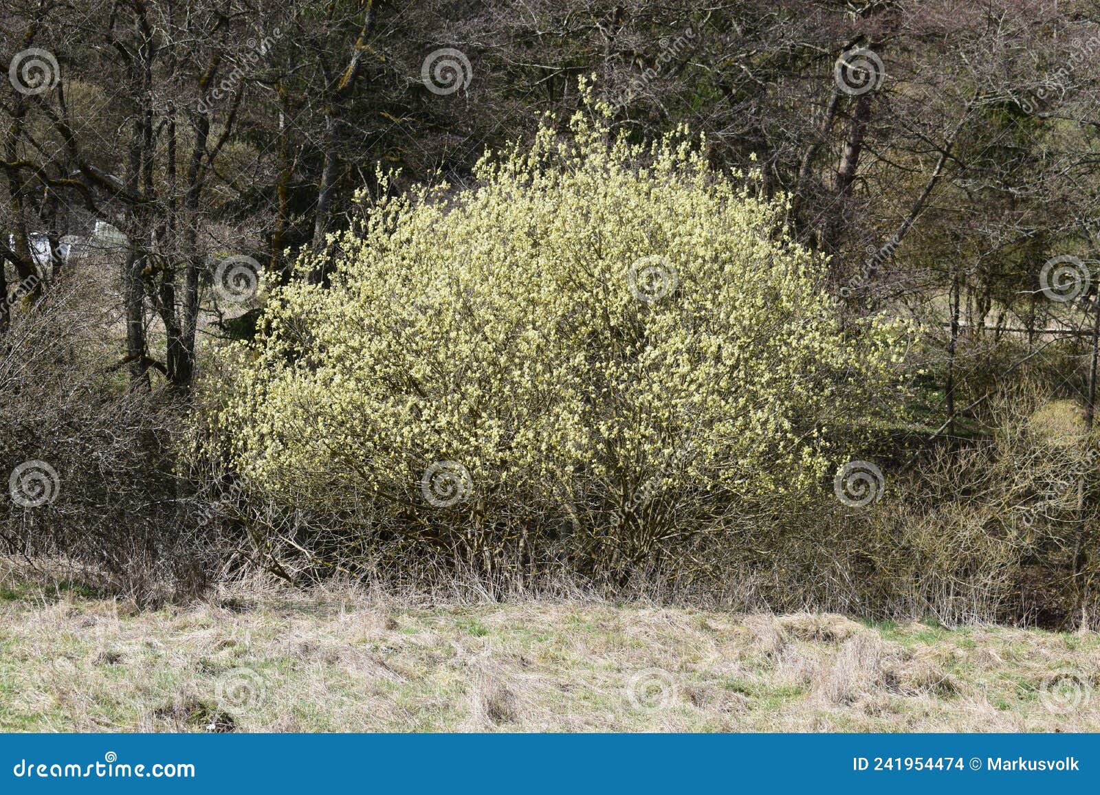 Spring Tree Starting To Bloom Stock Photo - Image of tiny, wildflower ...