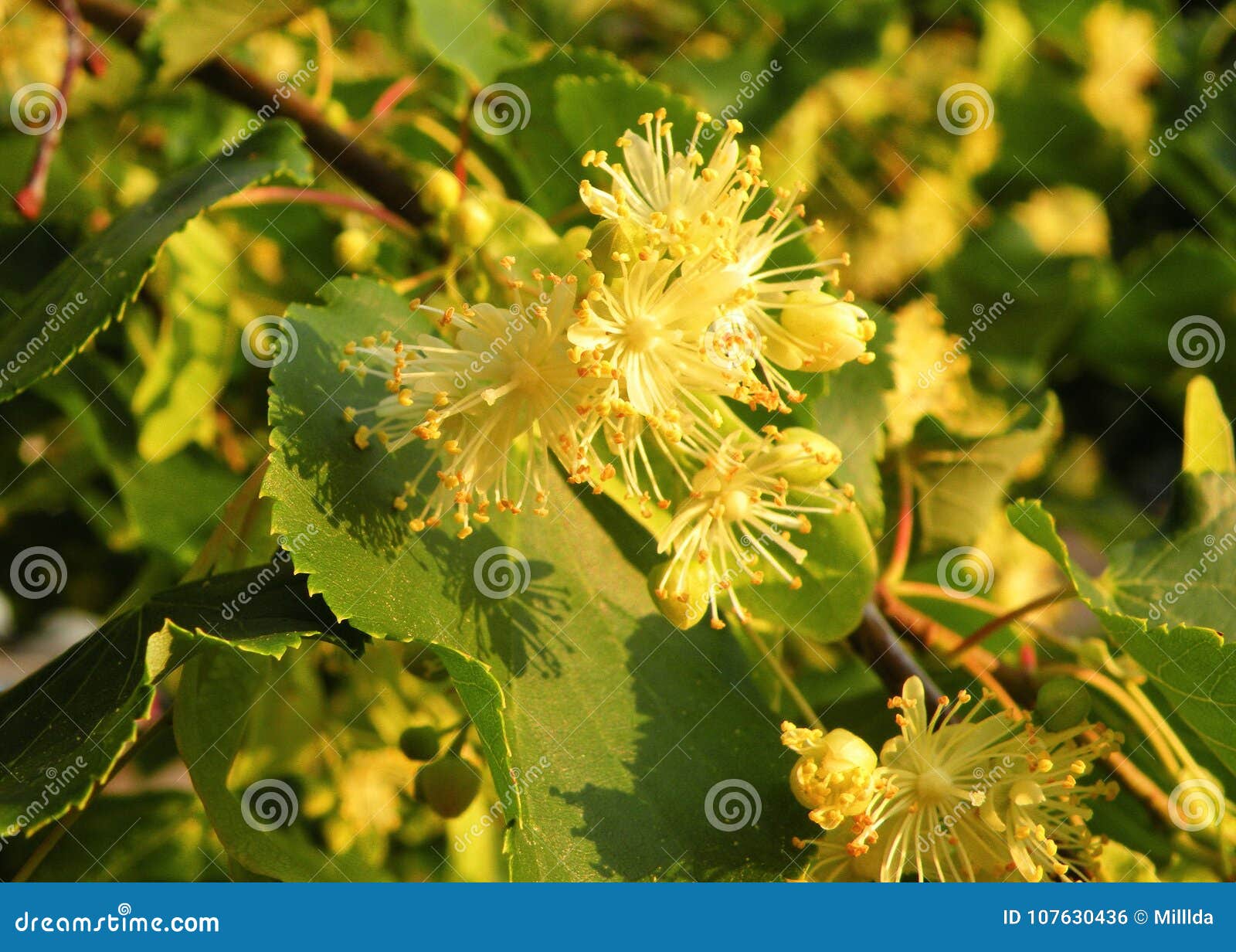 Beautiful Blooming Tree in Spring, Lithuania Stock Photo - Image of ...