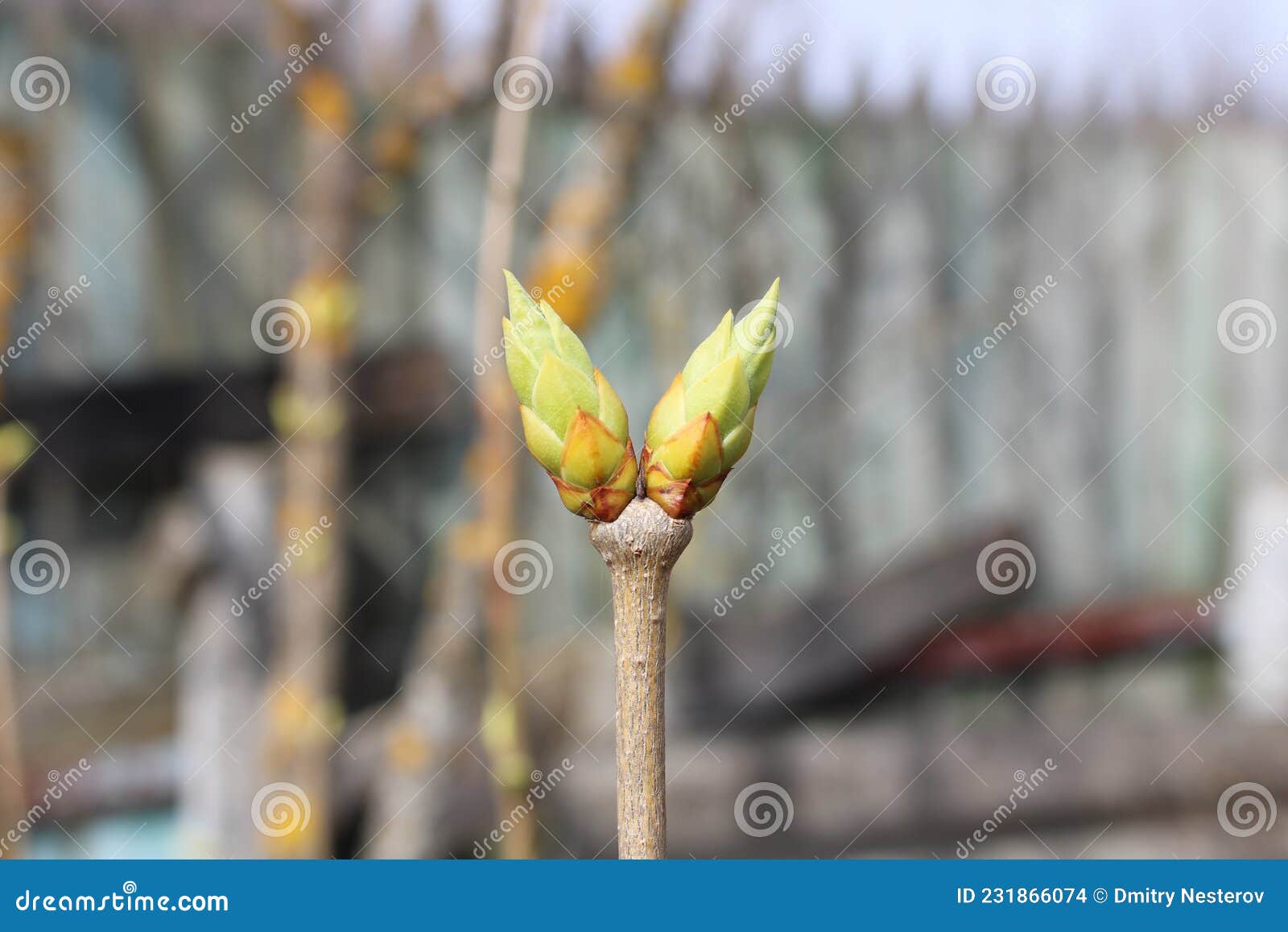 Spring Tree Young Shoots Buds Stock Photo - Image of branch, yellow ...