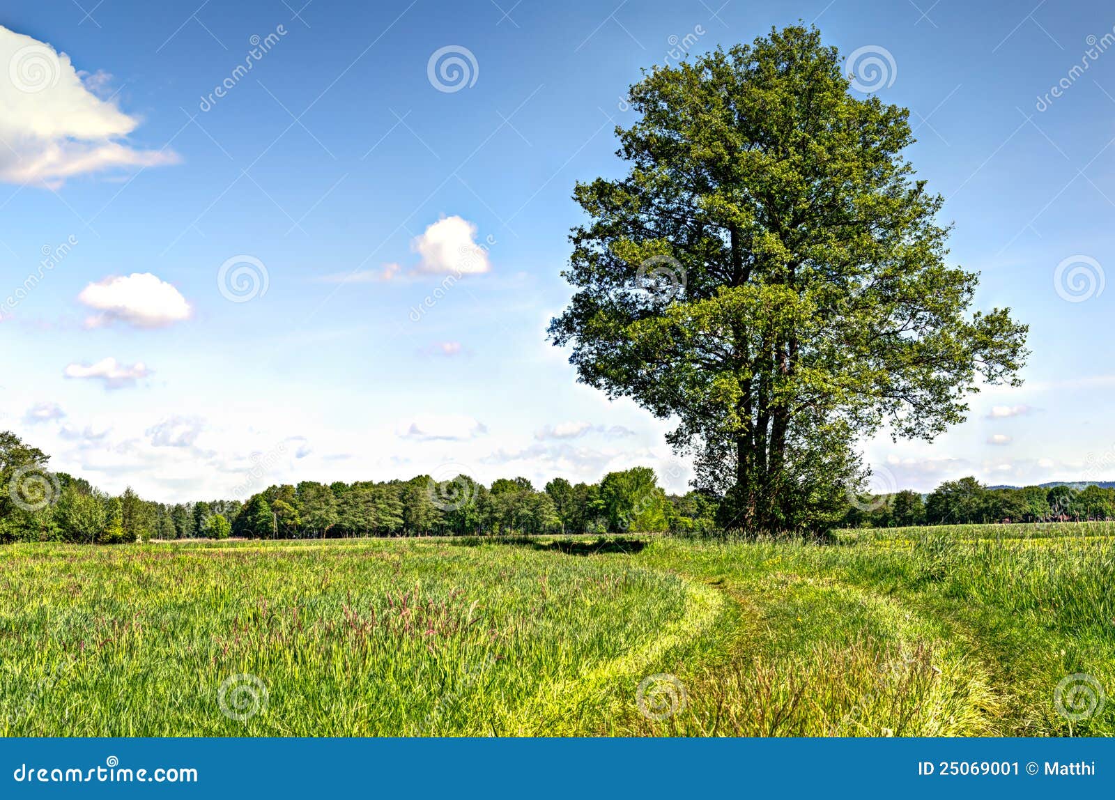 Spring trees stock image. Image of environment, field - 25069001