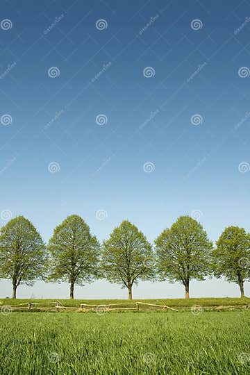 Spring trees stock photo. Image of summer, line, spring - 9050770