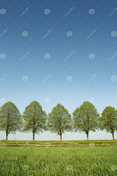 Spring trees stock photo. Image of summer, line, spring - 9050770